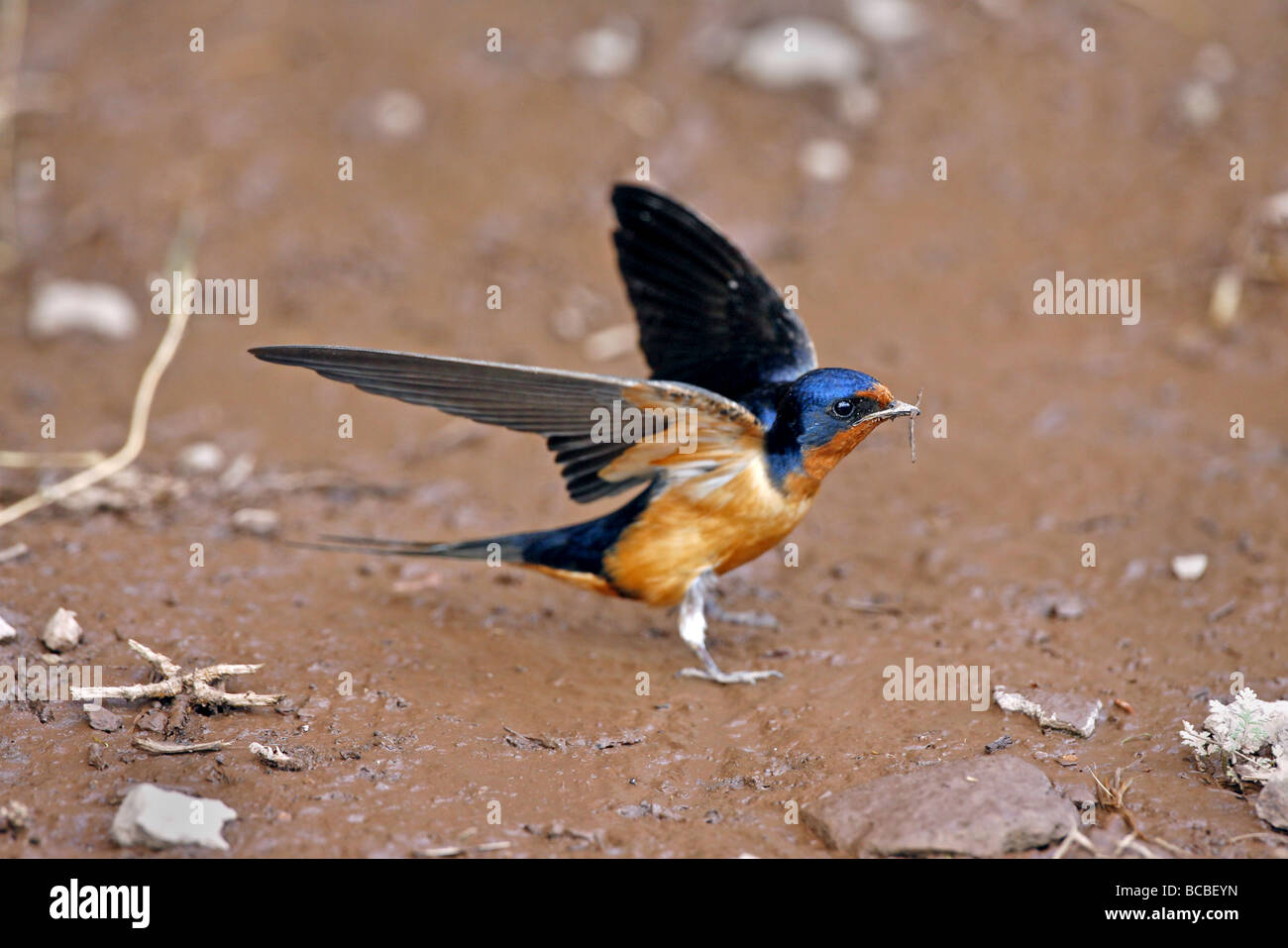 Swallow species hi-res stock photography and images - Alamy