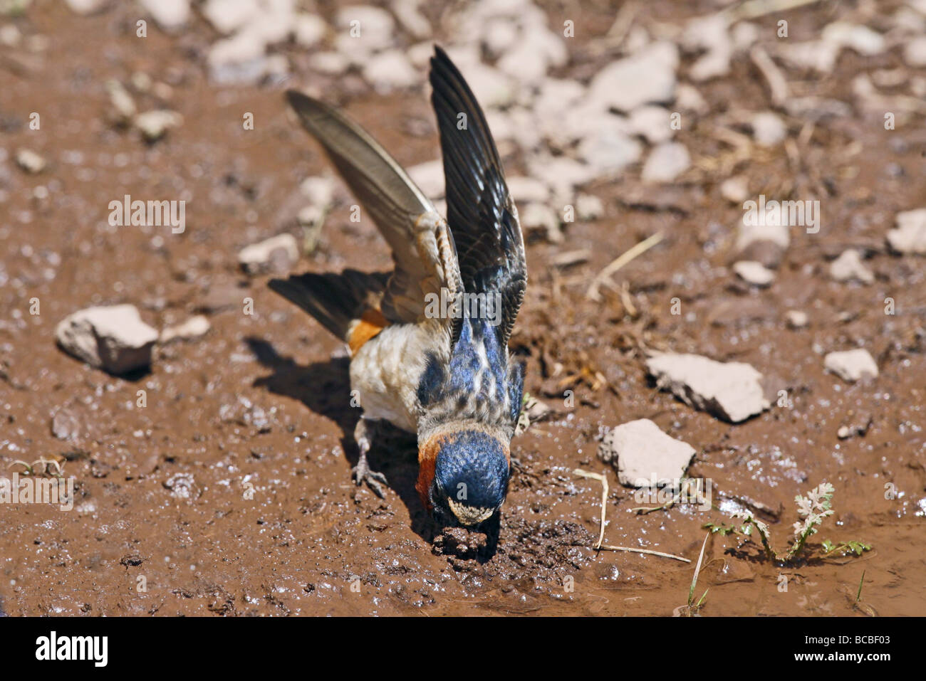 Swallow species hi-res stock photography and images - Alamy