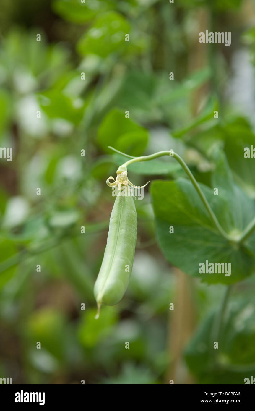 Single pea pod hi-res stock photography and images - Alamy