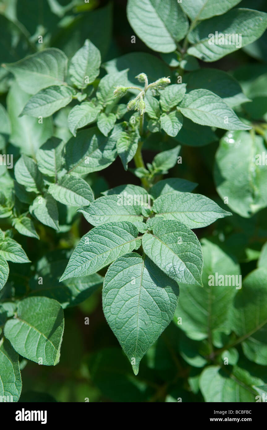 Leaves of a potato plant seen in full sun, UK Stock Photo - Alamy