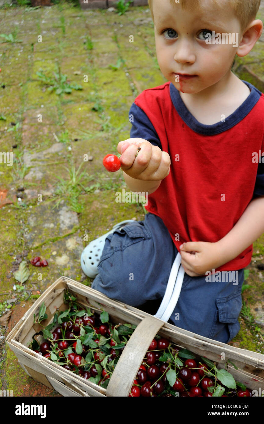 Child blond boy eating fresh cherries Stock Photo - Alamy