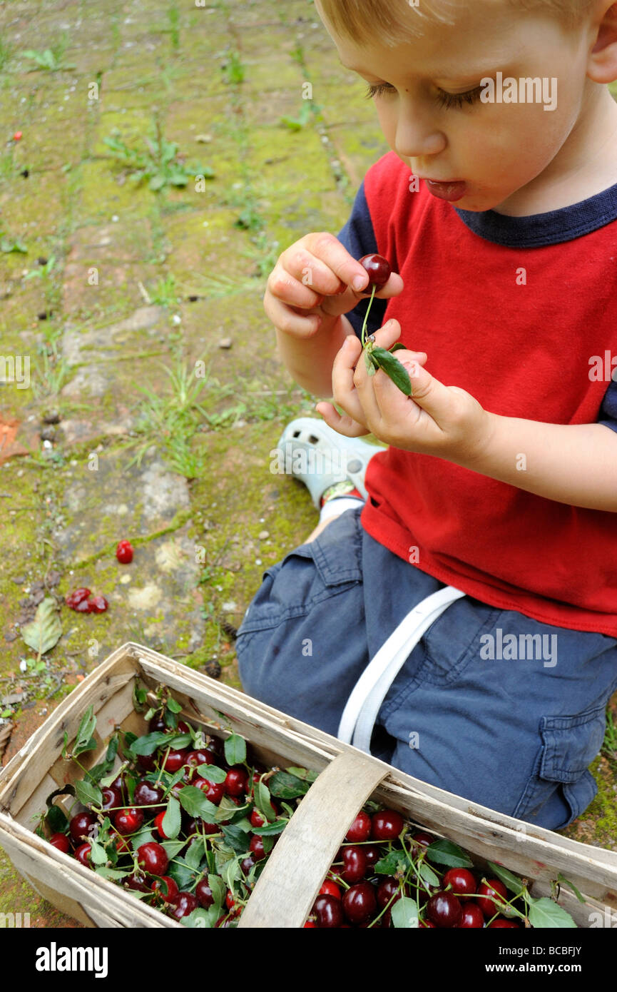 Child blond boy eating fresh cherries Stock Photo - Alamy