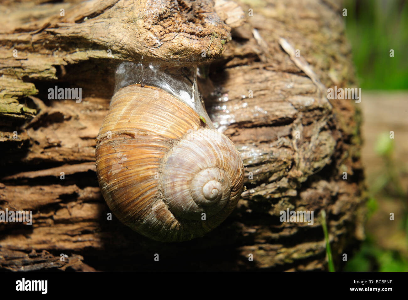 Snail close up Stock Photo - Alamy