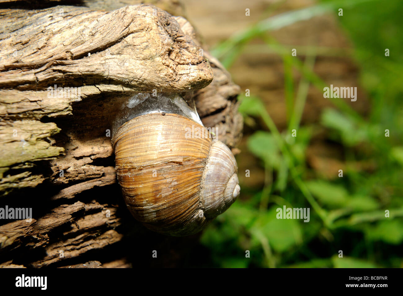 Snail close up Stock Photo - Alamy
