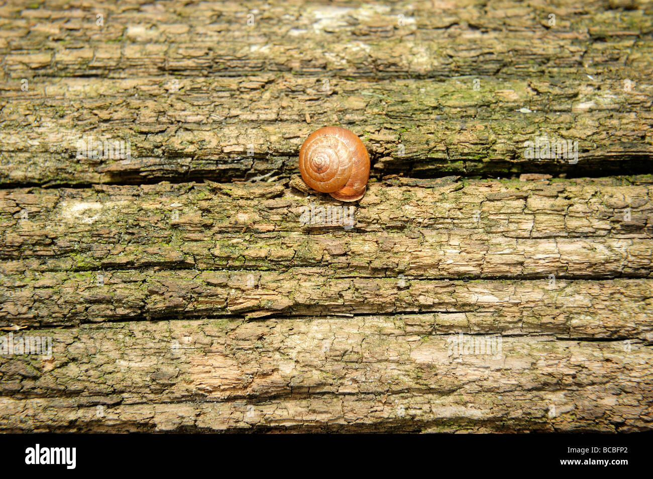 Snail shell close up Stock Photo - Alamy