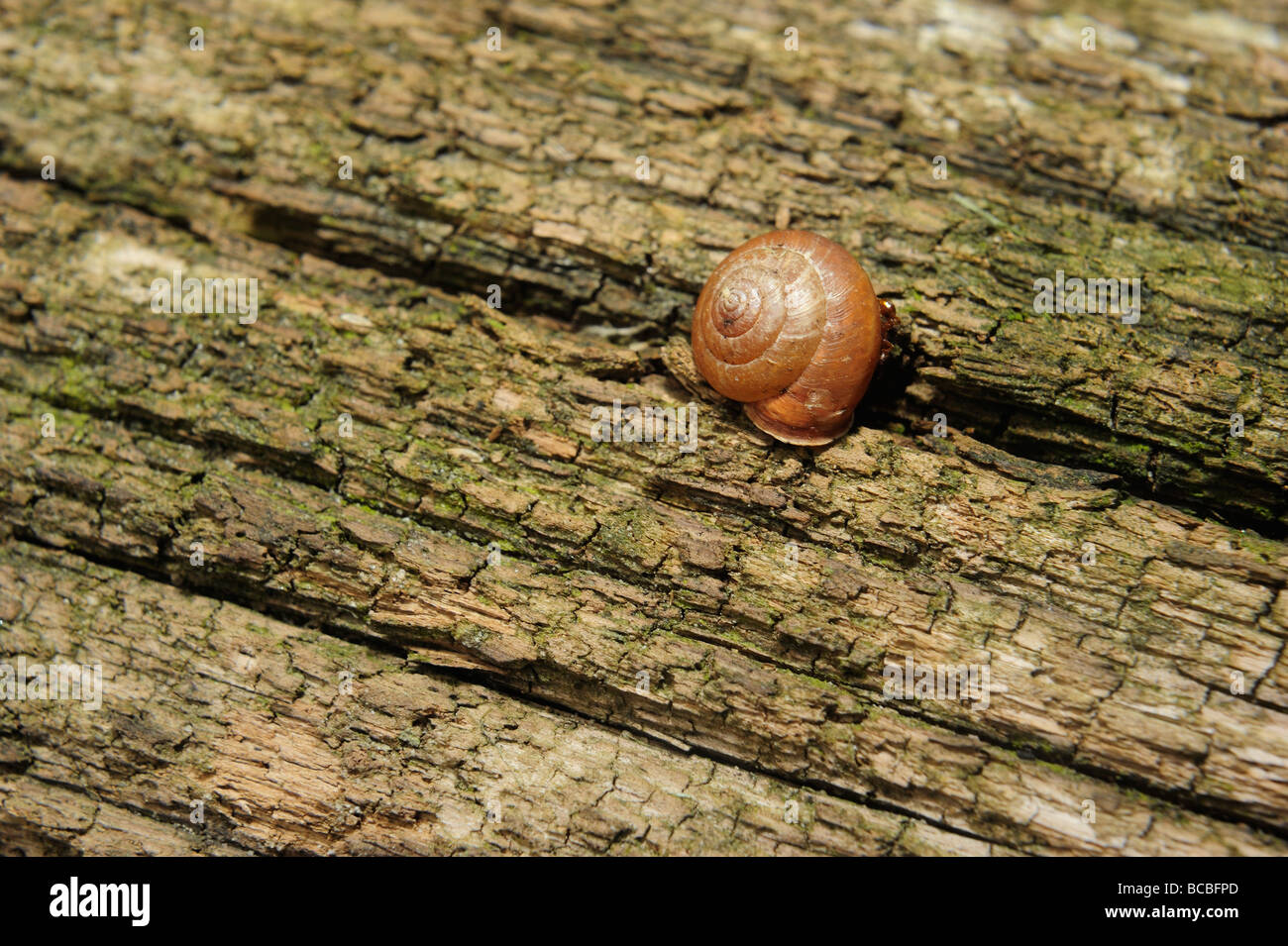 Snail shell close up Stock Photo - Alamy