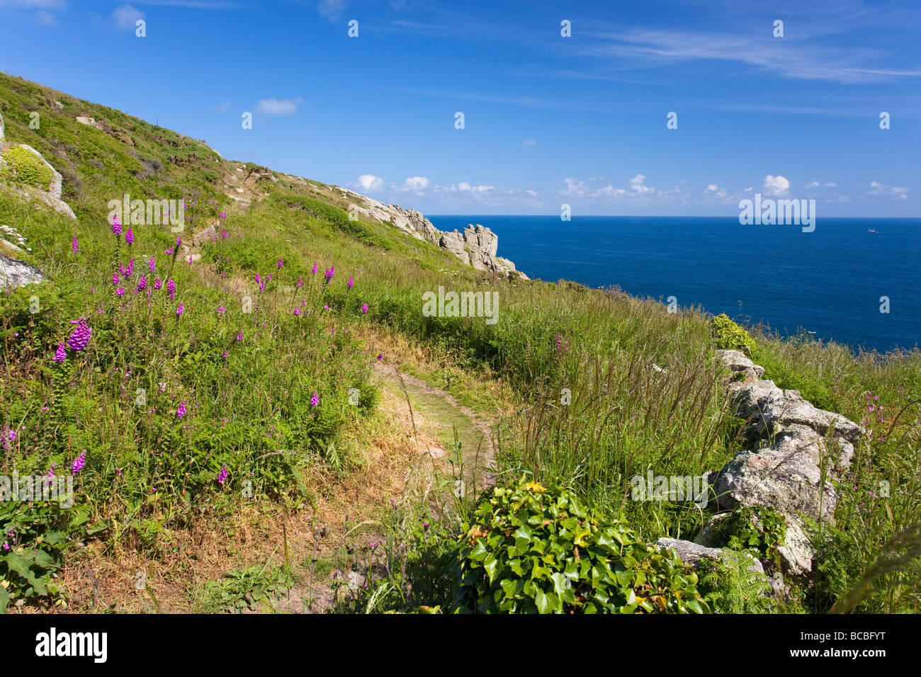 Foxgloves growing on the coastal footpath between Porthcurno and ...