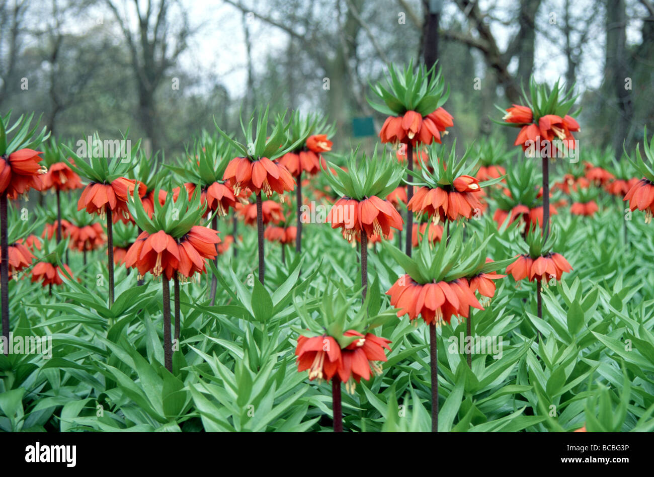 Kaiser Crown Imperial Flower High Resolution Stock Photography and ...