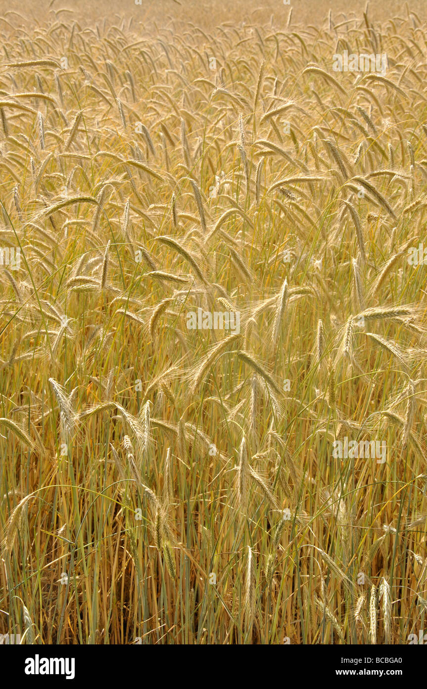 Harvest england barley hi-res stock photography and images - Alamy