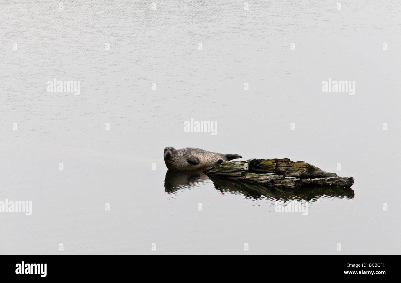 A seal and log in Stone Lagoon, Humboldt Lagoons State Park Stock Photo ...