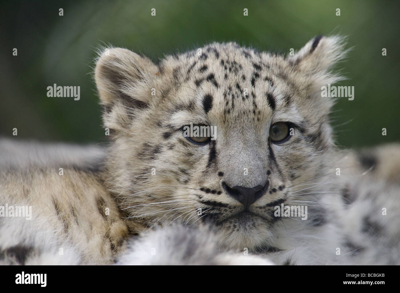 Snow Leopard cubs in the wild Stock Photo - Alamy