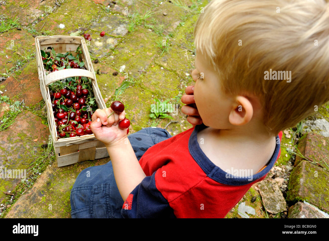 Child blond boy eating fresh cherries Stock Photo - Alamy