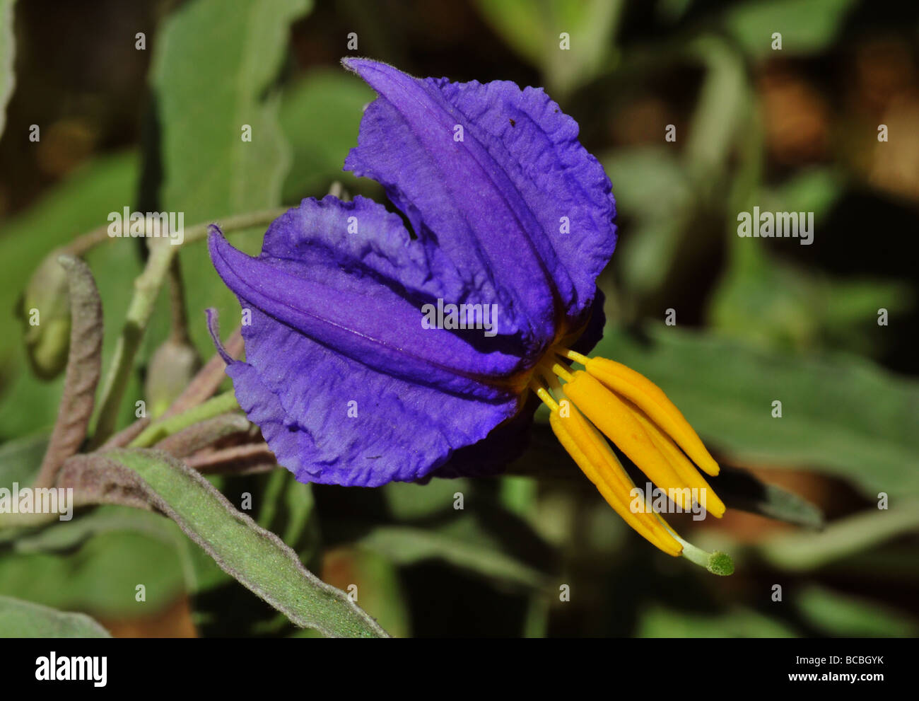 image of yet unidentified greek wildflower Stock Photo - Alamy