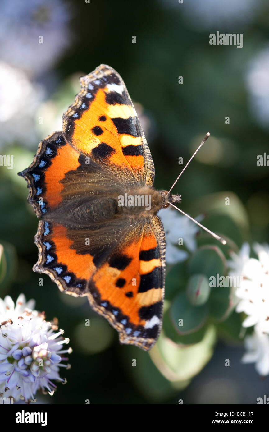 Butterfly wings open hi-res stock photography and images - Alamy