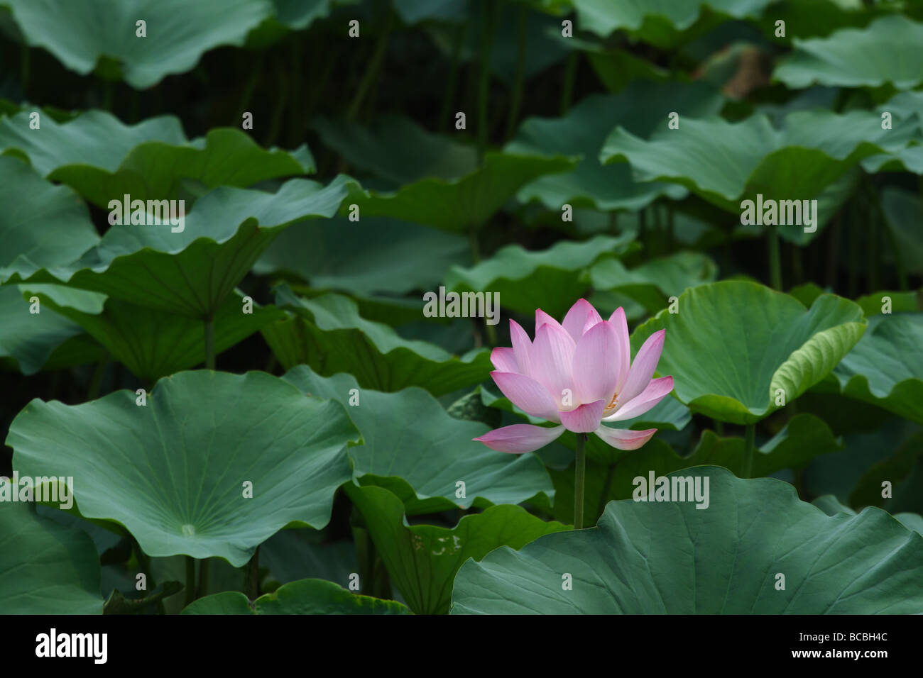 A Lotus blossom in full bloom Stock Photo - Alamy