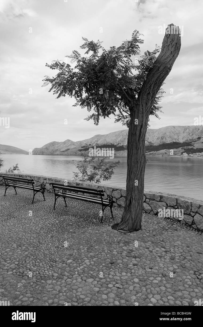 Cut forest cut vector Black and White Stock Photos & Images - Alamy