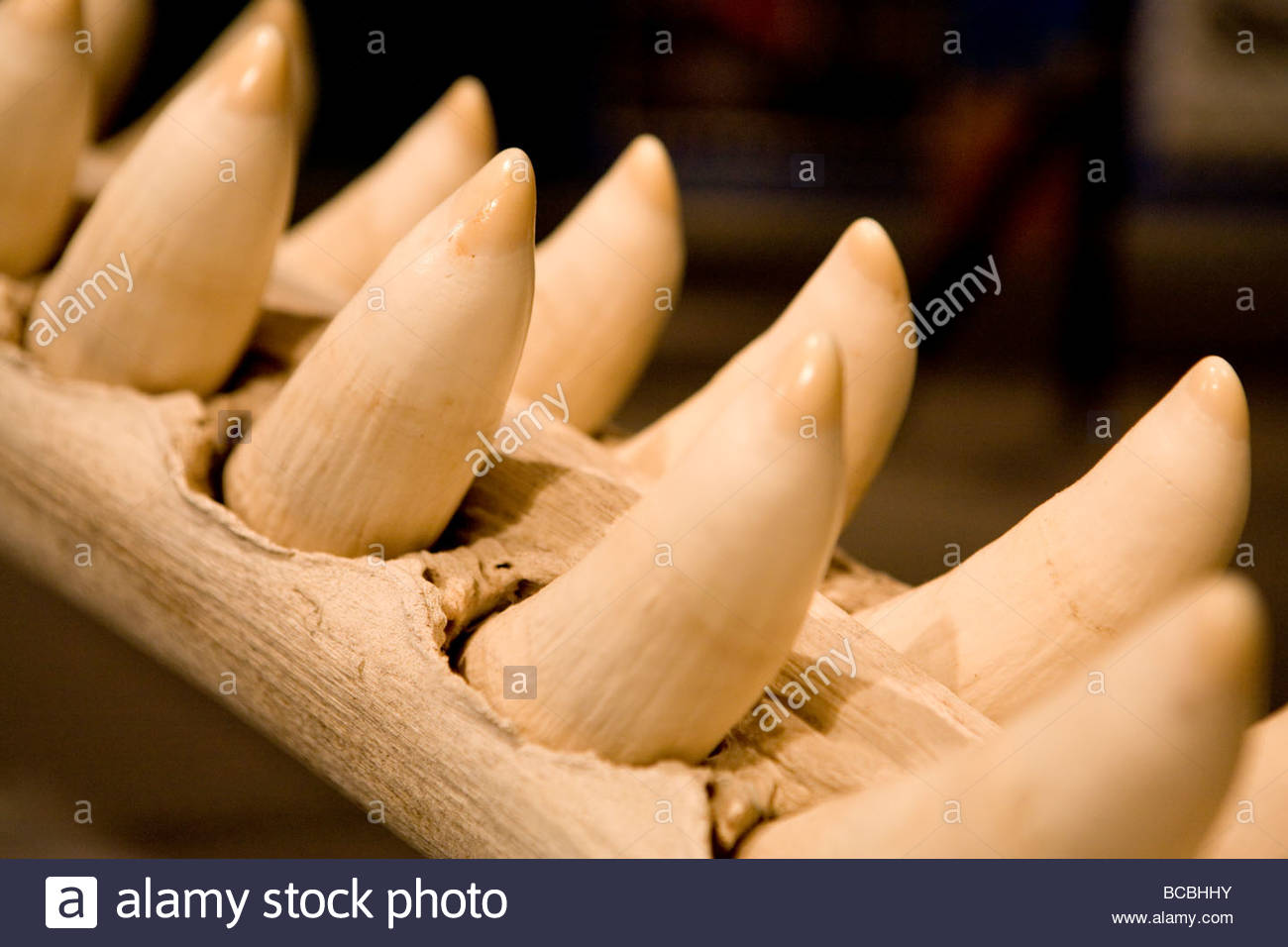 Sperm Whale Jaw Stock Photos Sperm Whale Jaw Stock Images Alamy
