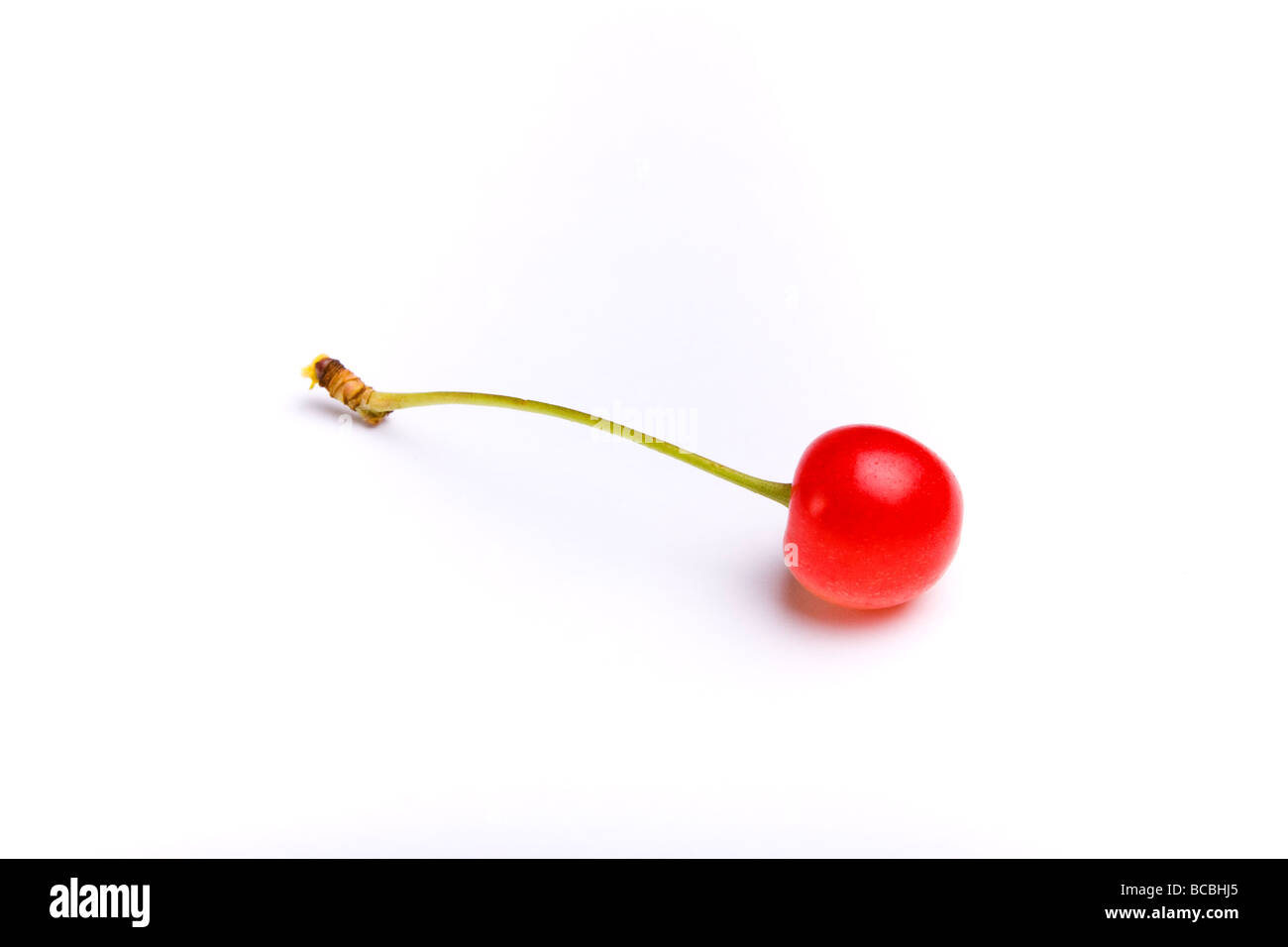 Small red cherry just fallen from tree studio shot against white ...