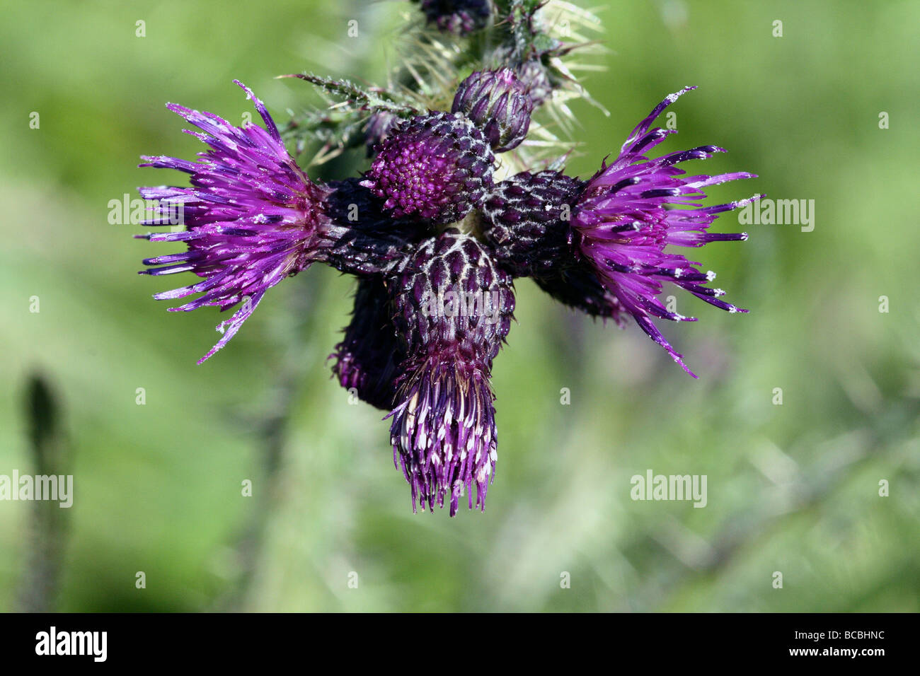 Marsh thistle cirsium palustre hi-res stock photography and images - Alamy