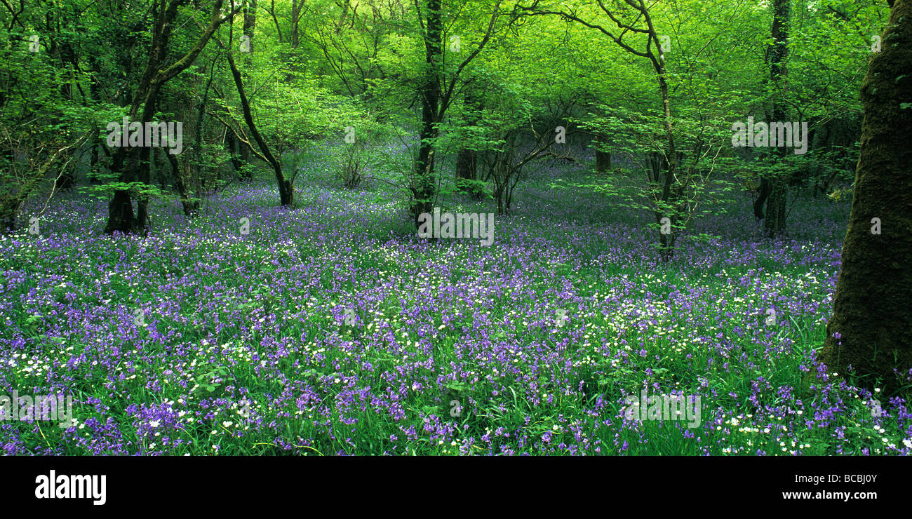 The Bluebell wood near Meldon in Wet Devon Stock Photo - Alamy