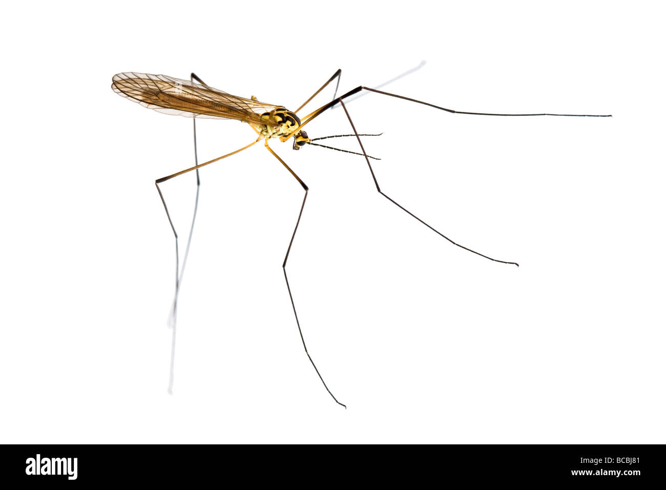 Crane Fly or Daddy Long Legs Insect, on a White Background Stock Photo ...