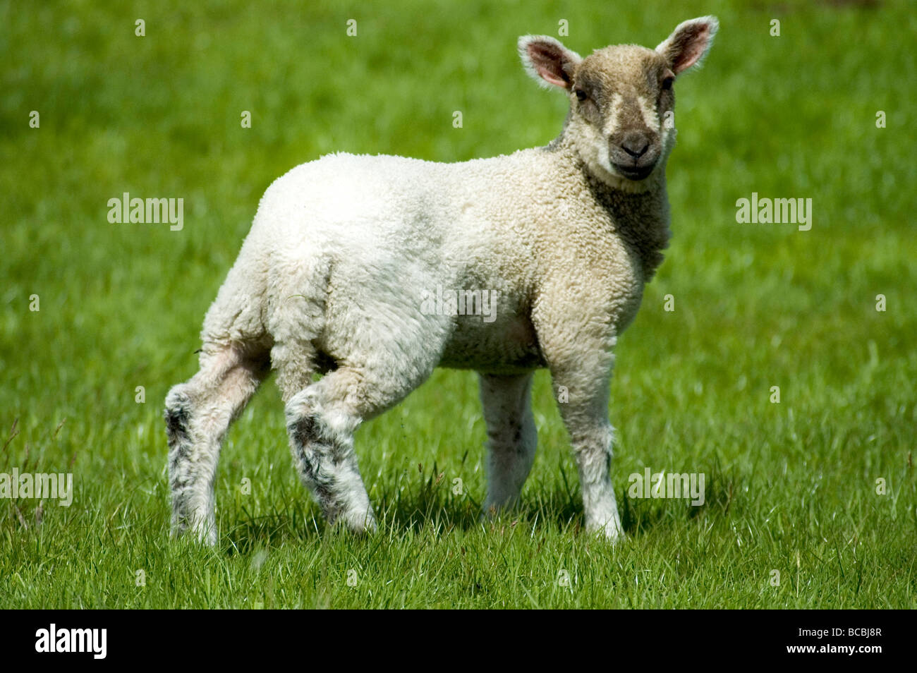 Lamb tail hi-res stock photography and images - Alamy