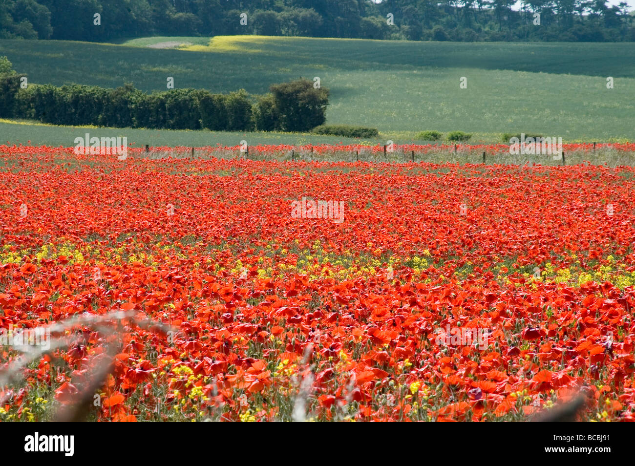 A rare sight in the north hi-res stock photography and images - Alamy