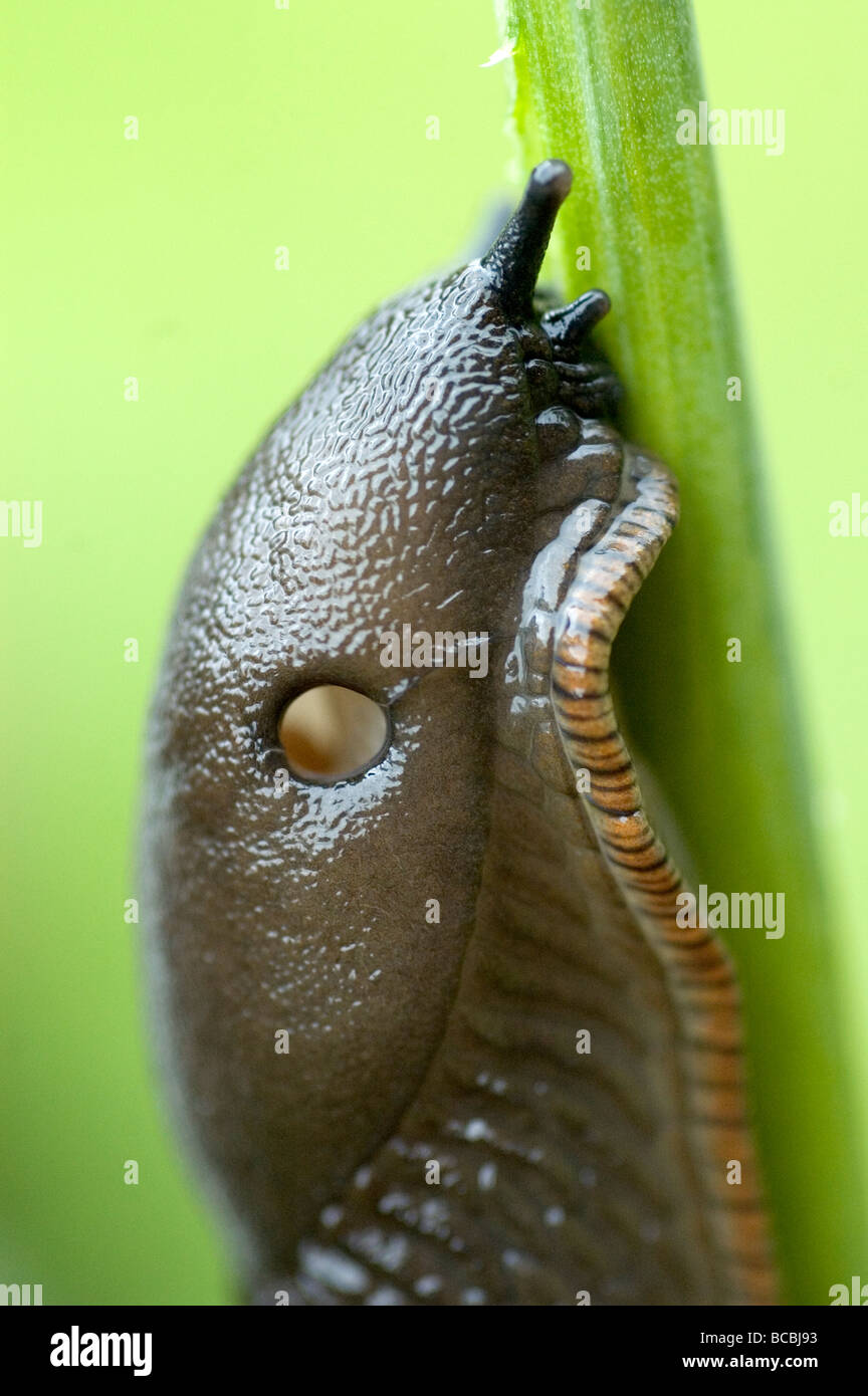 Slug head hi-res stock photography and images - Alamy