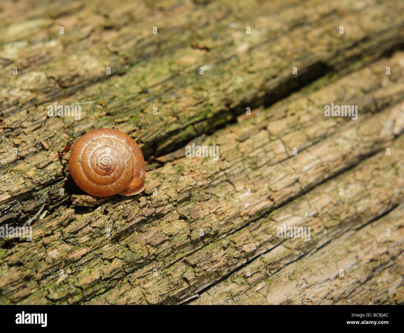 Snail shell close up Stock Photo - Alamy