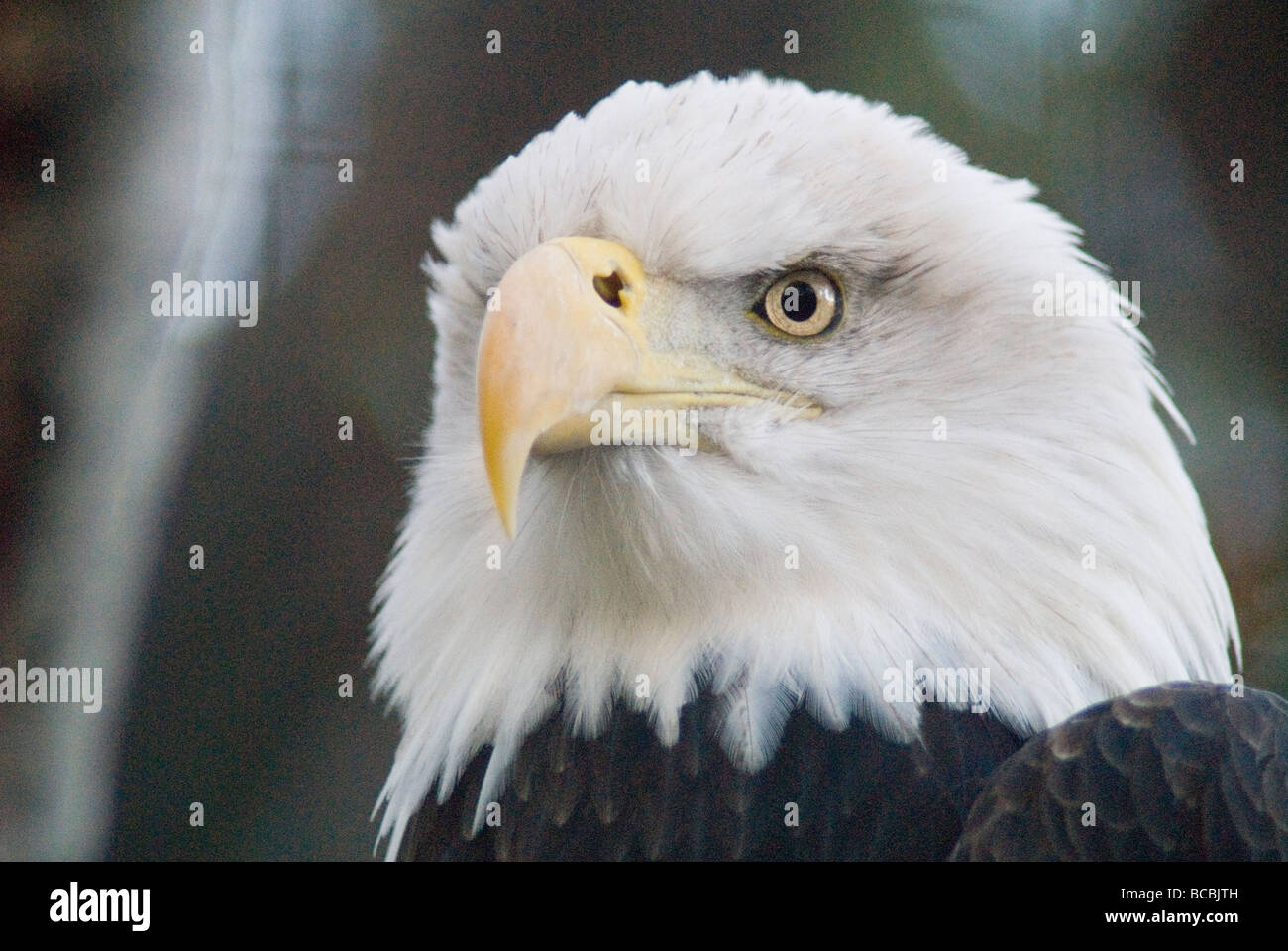 A one-eyed Bald Eagle (Haliaeetus leucocephalus) at Santa Barbara Zoo ...
