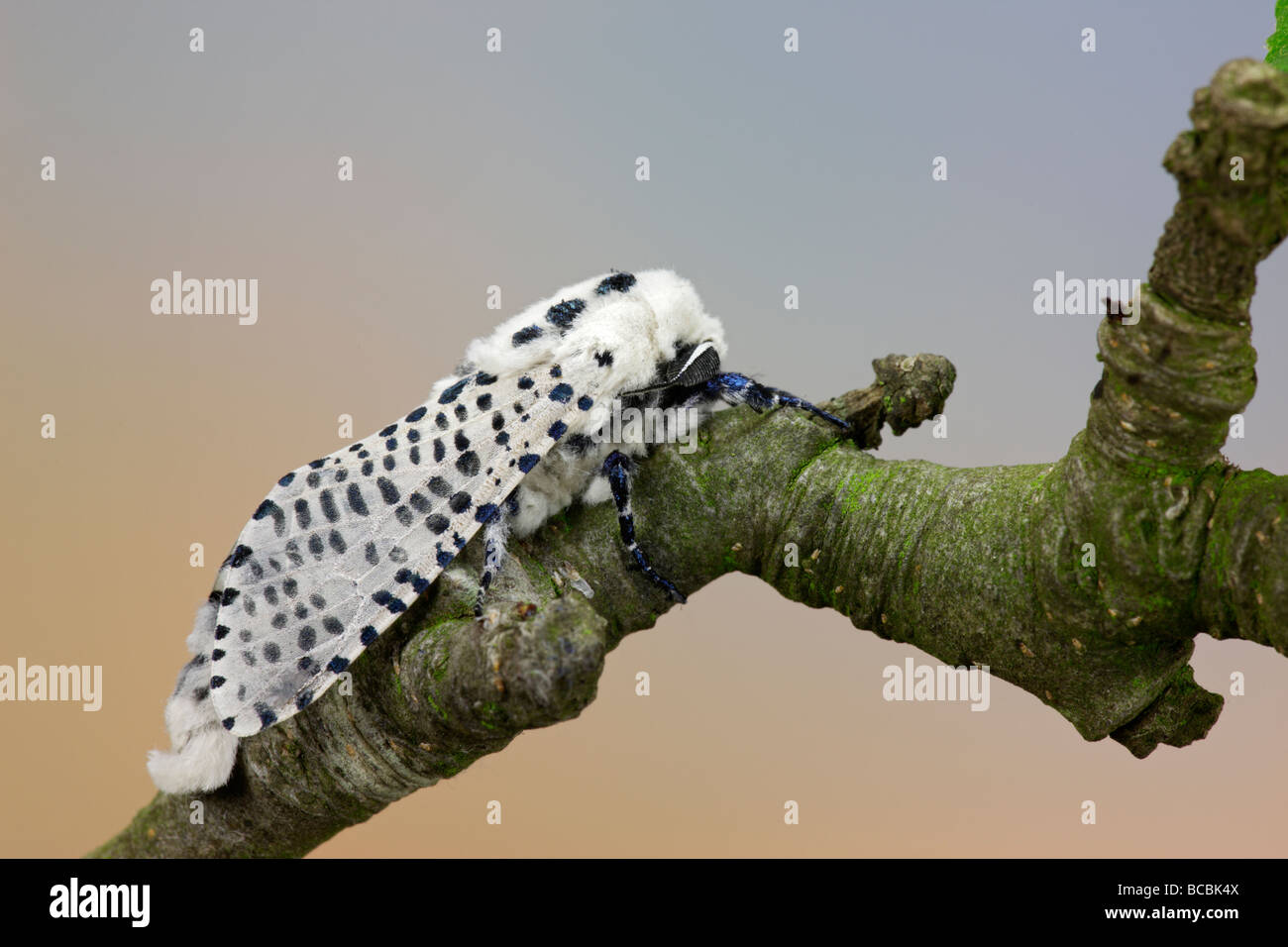 Leopard moth hi-res stock photography and images - Alamy
