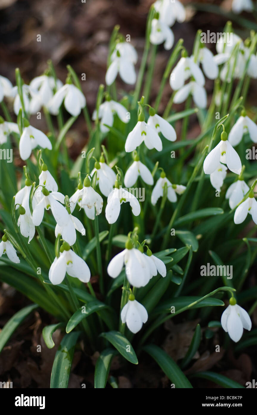 Arnott galanthus hi-res stock photography and images - Alamy