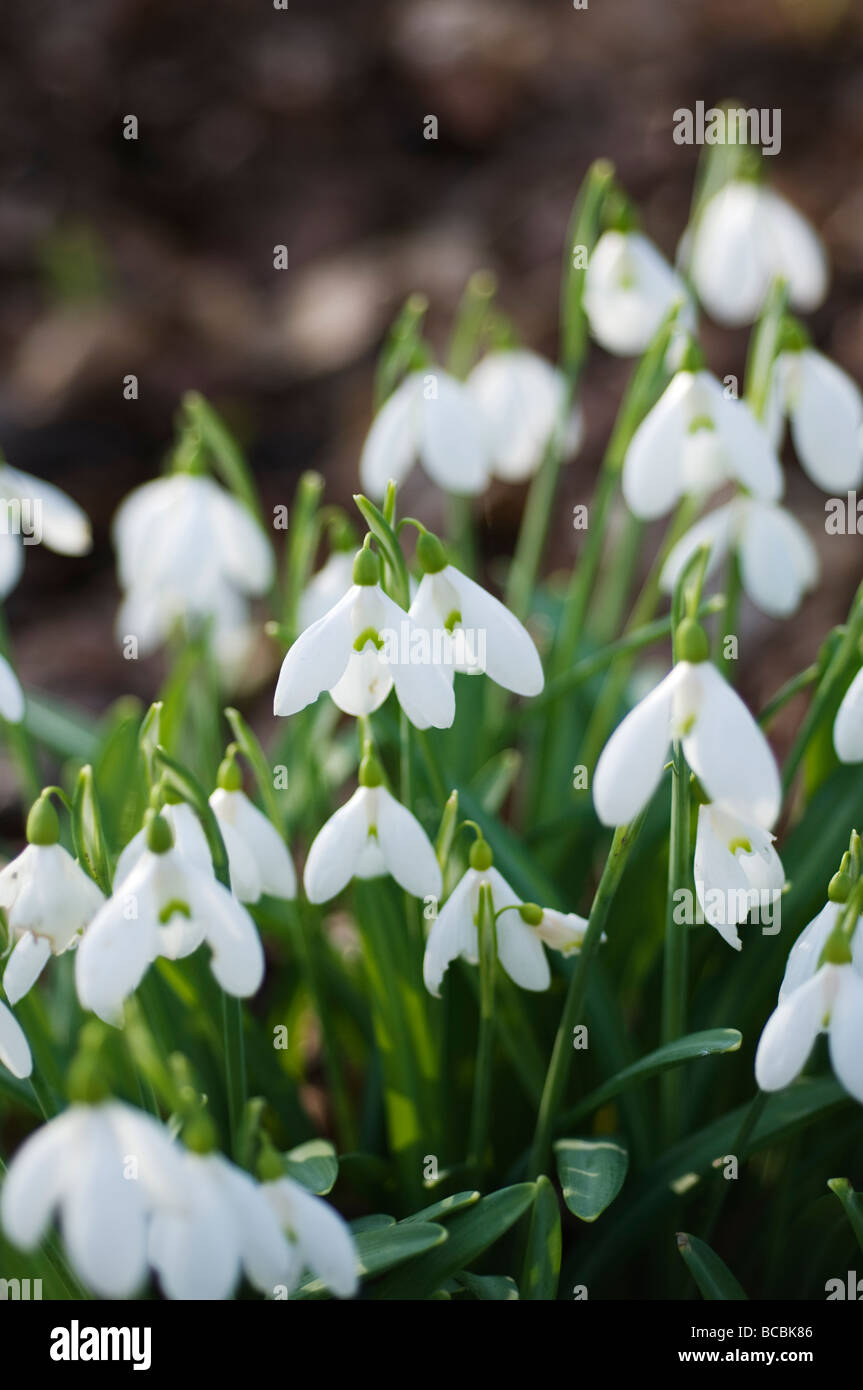 Arnott galanthus hi-res stock photography and images - Alamy