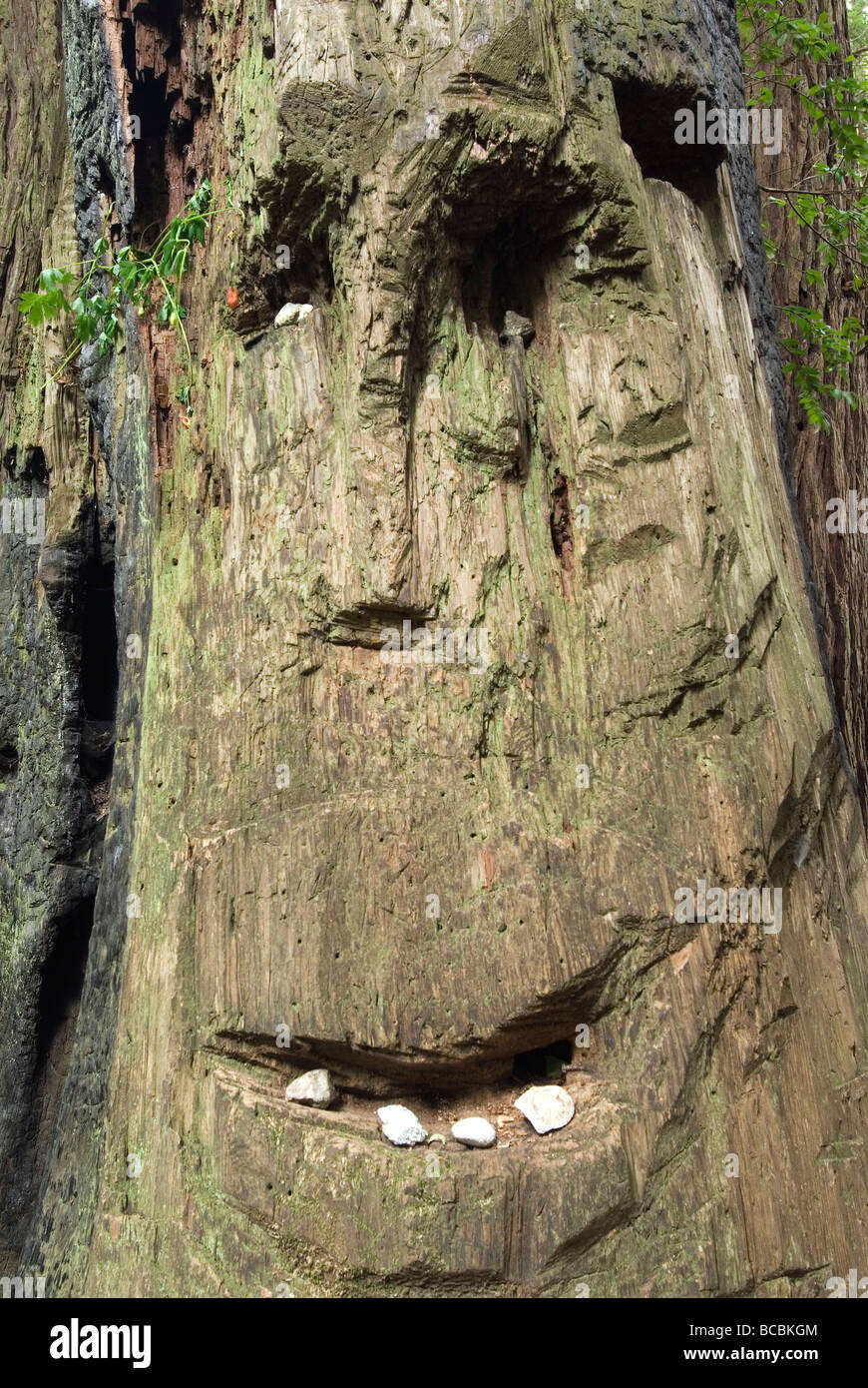 Patterns in a redwood resemble a human face Stock Photo - Alamy