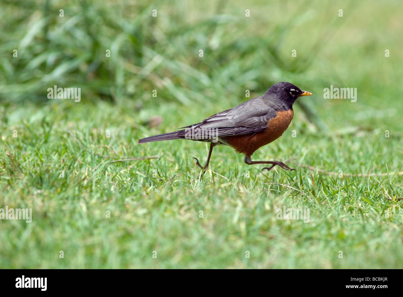 Robin photographs hi-res stock photography and images - Alamy