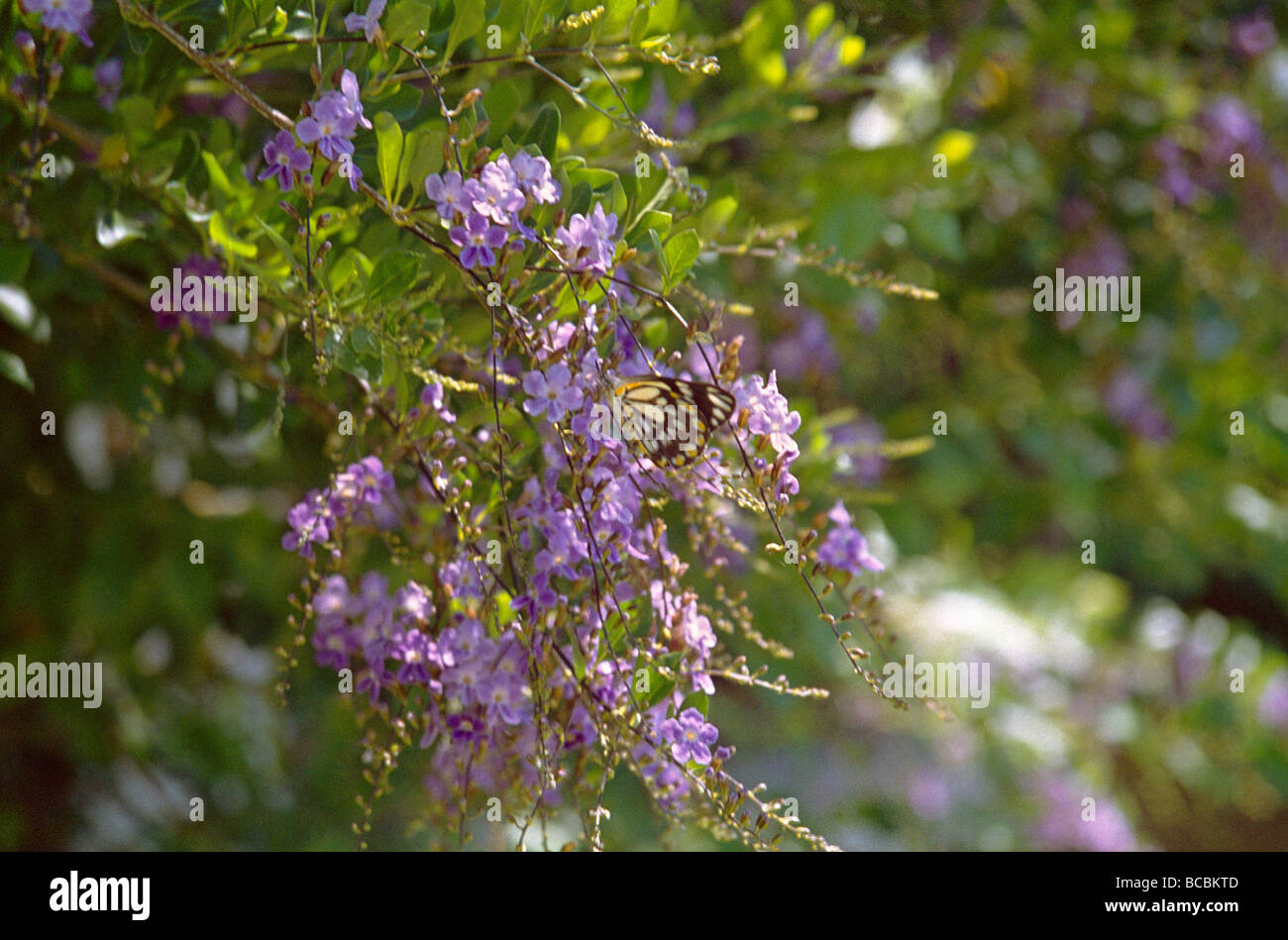 Murga New South Wales Australia Butterfly On Flowers Stock Photo - Alamy