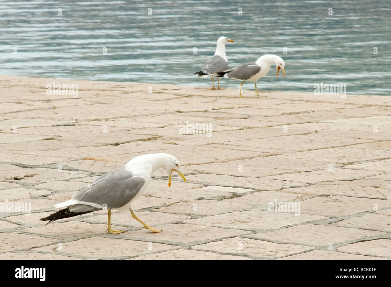 Seagulls pier bird hi-res stock photography and images - Alamy