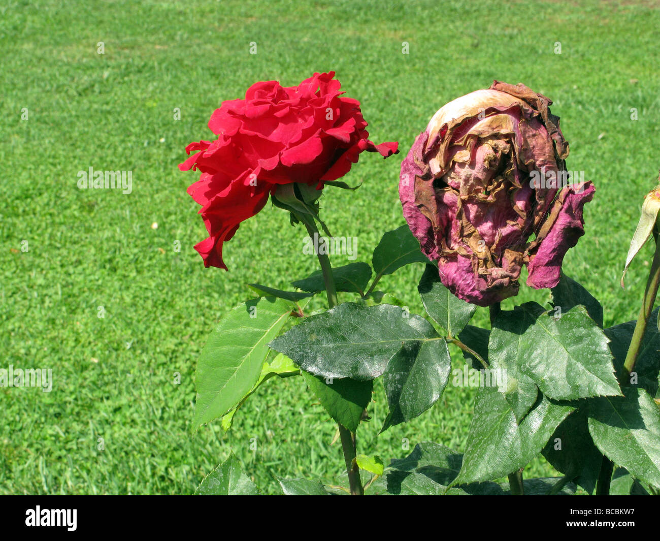 Dying plant stages hi-res stock photography and images - Alamy