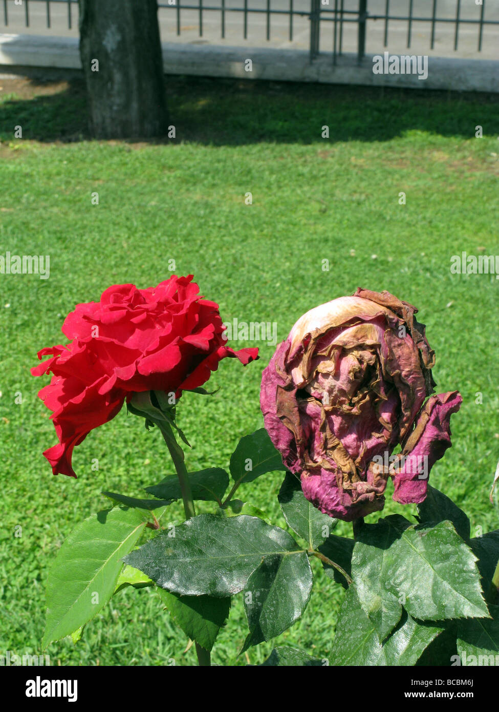 Dying plant stages hi-res stock photography and images - Alamy