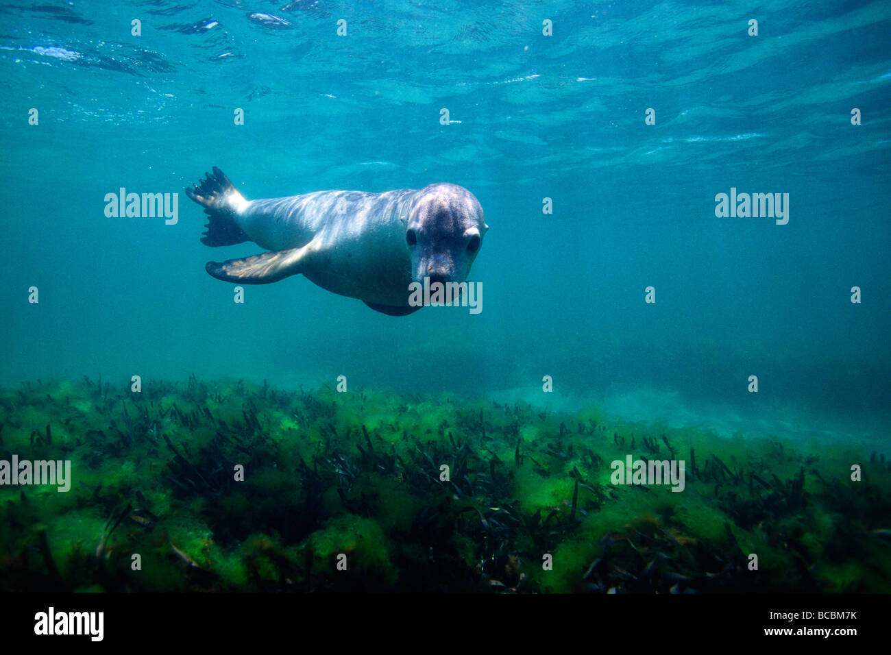 Sea Lion swimming underwater Stock Photo - Alamy