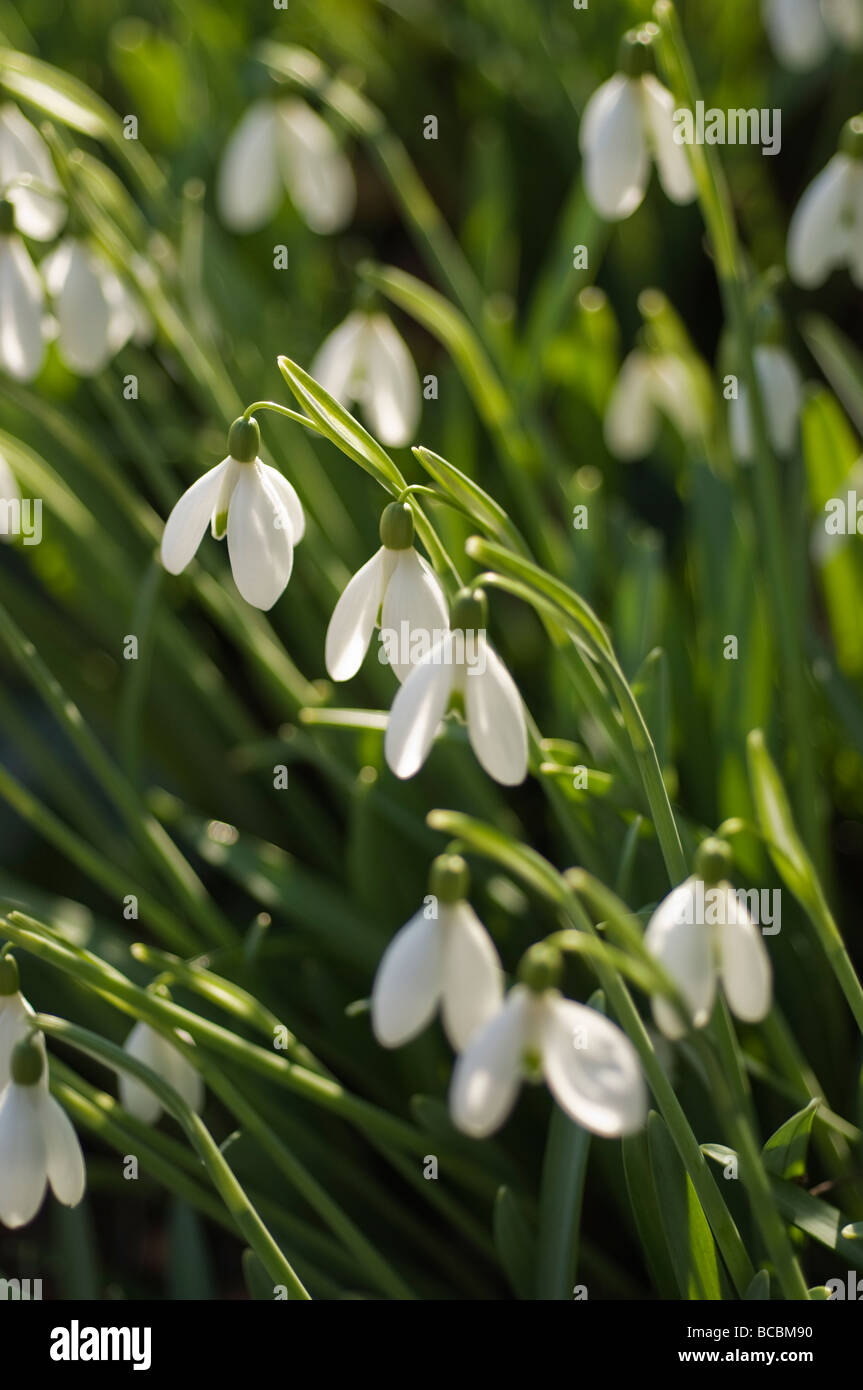 Galanthus S Arnott High Resolution Stock Photography and Images - Alamy