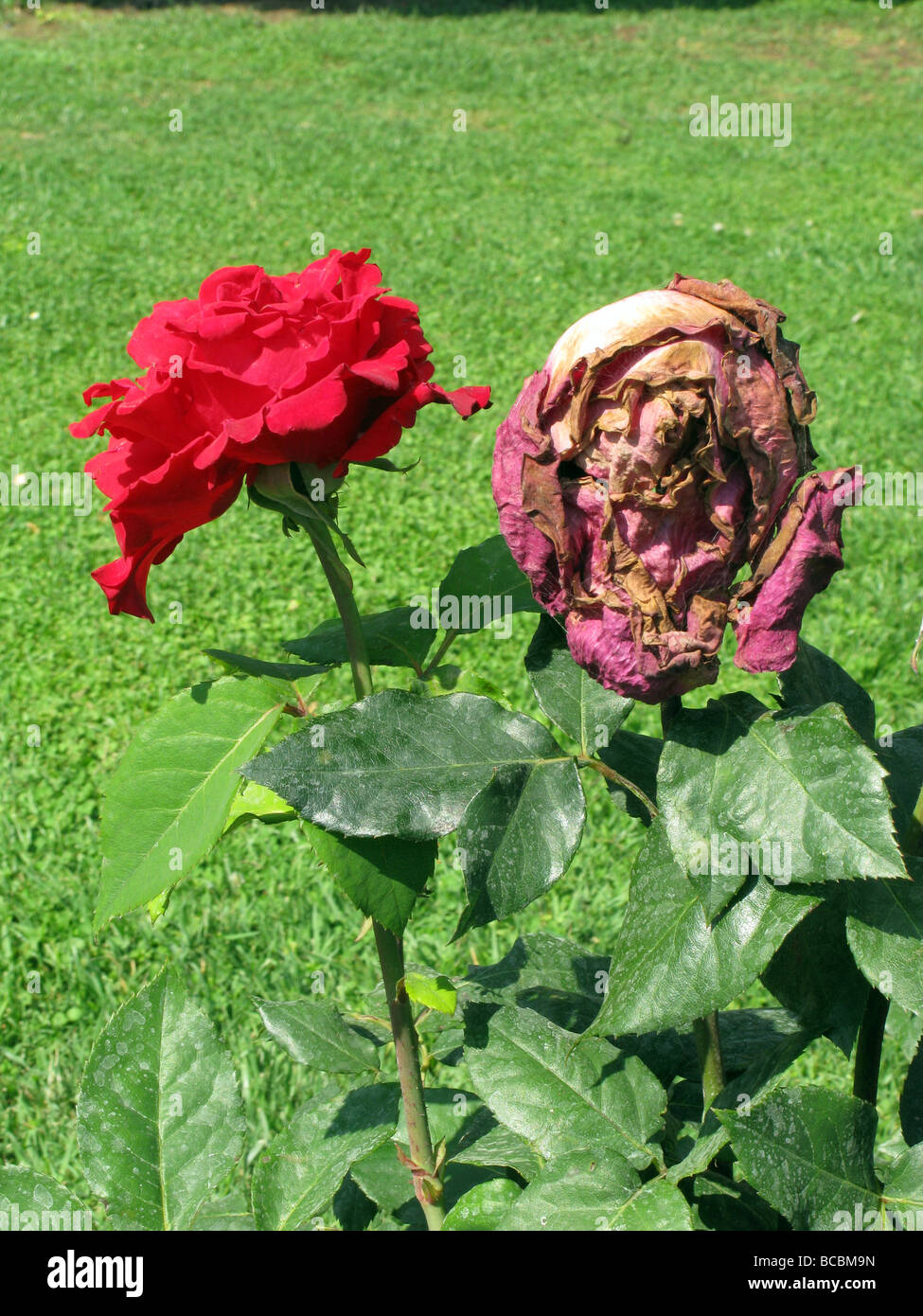 Dying plant stages hi-res stock photography and images - Alamy