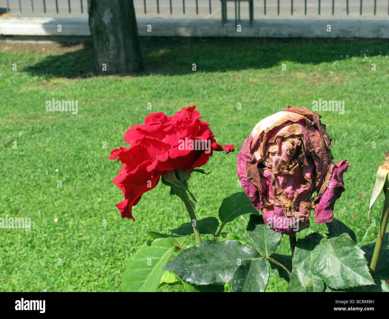 new and dying red rose in garden Stock Photo - Alamy