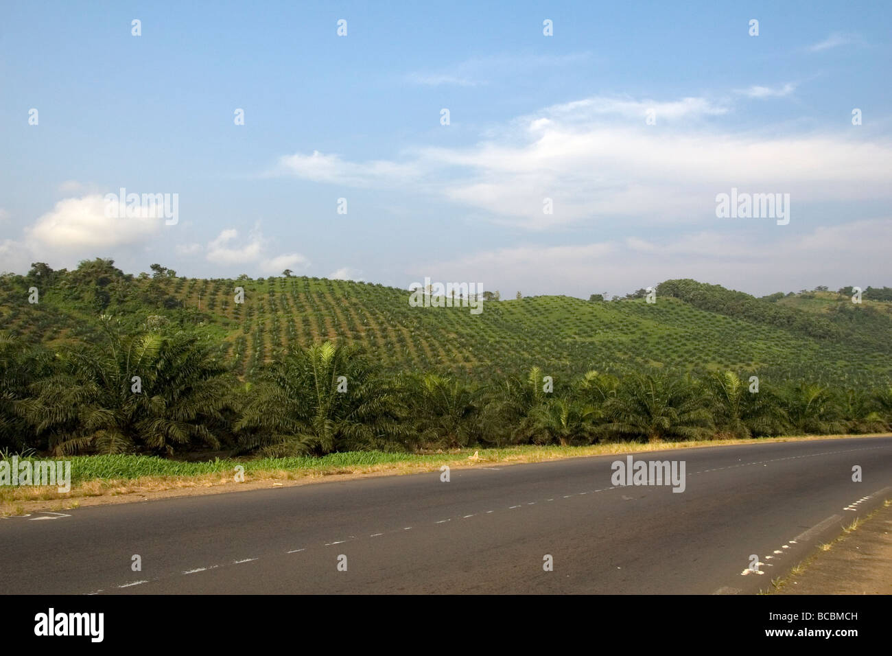 Commercial palm oil plantation near Limbé Littoral province Cameroon ...