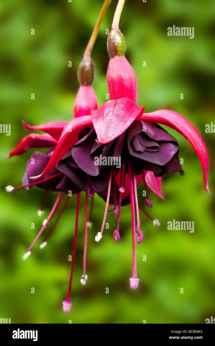 A close-up study of Fuchsia 'Dark Eyes' Stock Photo - Alamy