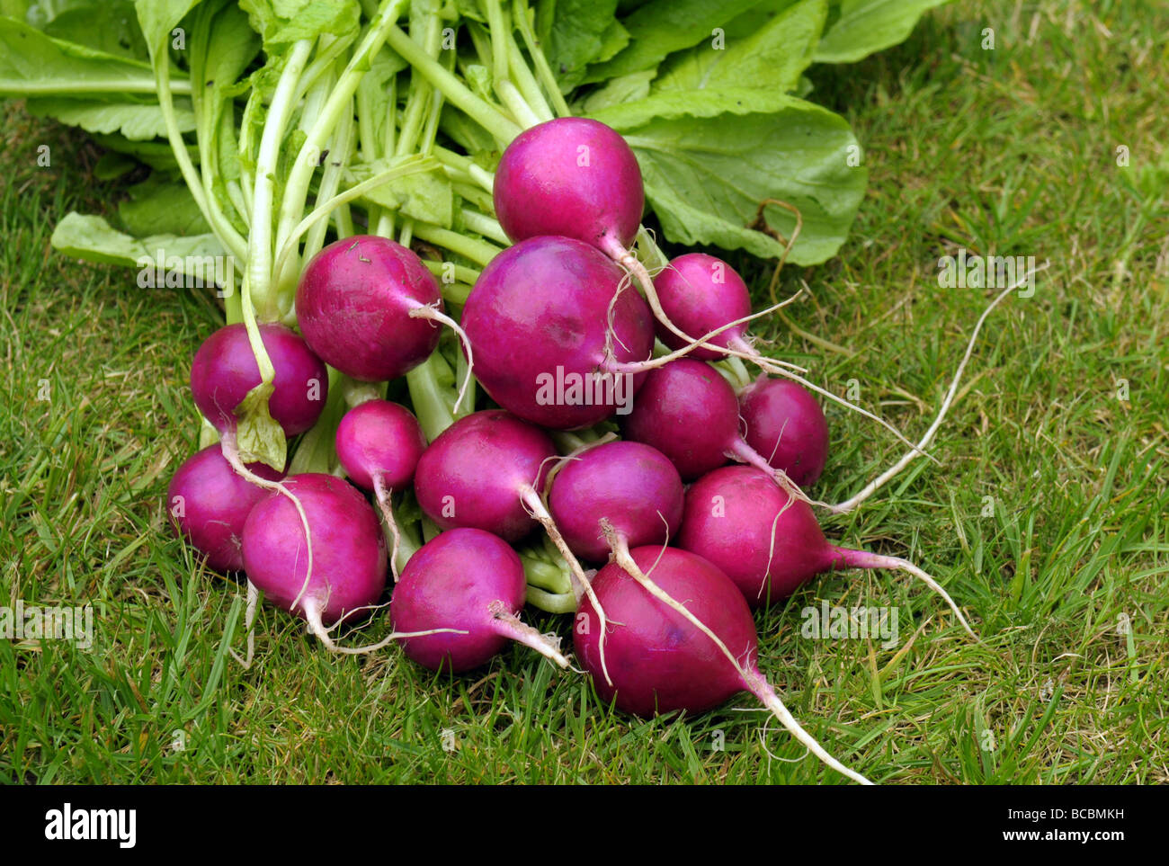 Homegrown organic radishes Stock Photo - Alamy
