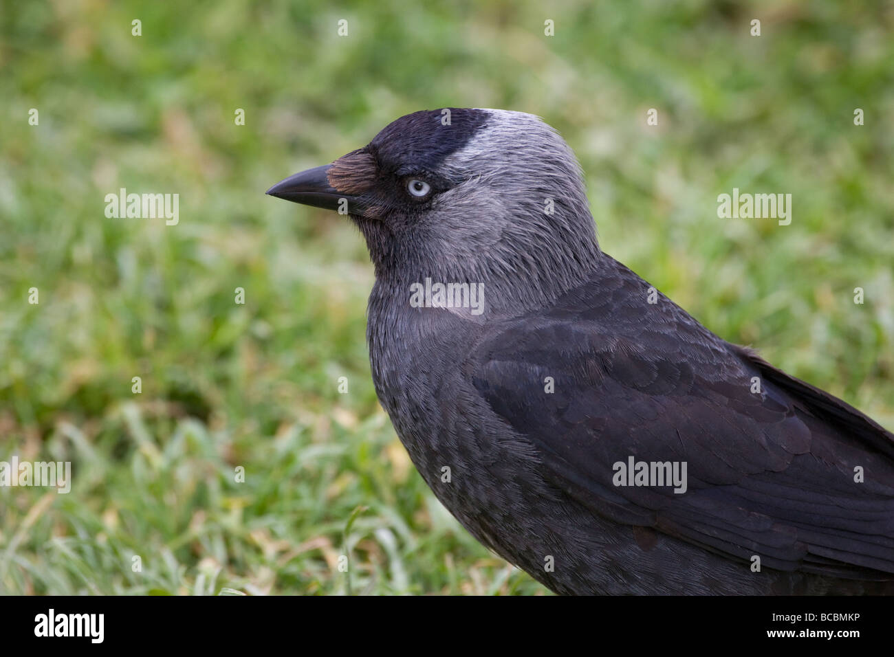 Eurasian Jackdaw Corvus monedula adult in breeding plumage Stock Photo ...