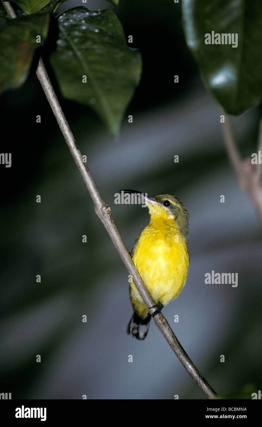 A roosting female Yellow-Bellied Sunbird with bright yellow plumage ...