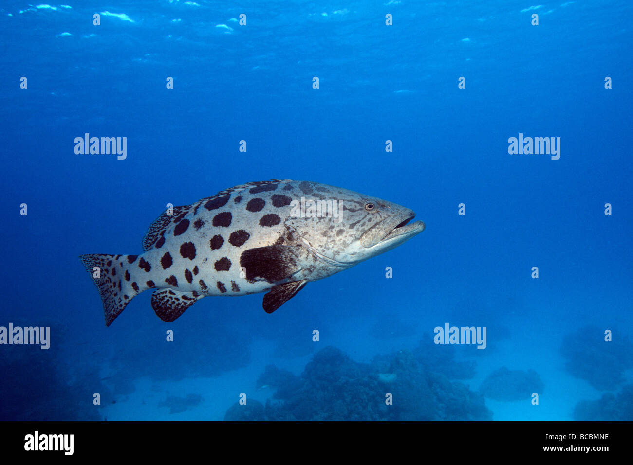 Potato coral hi-res stock photography and images - Alamy