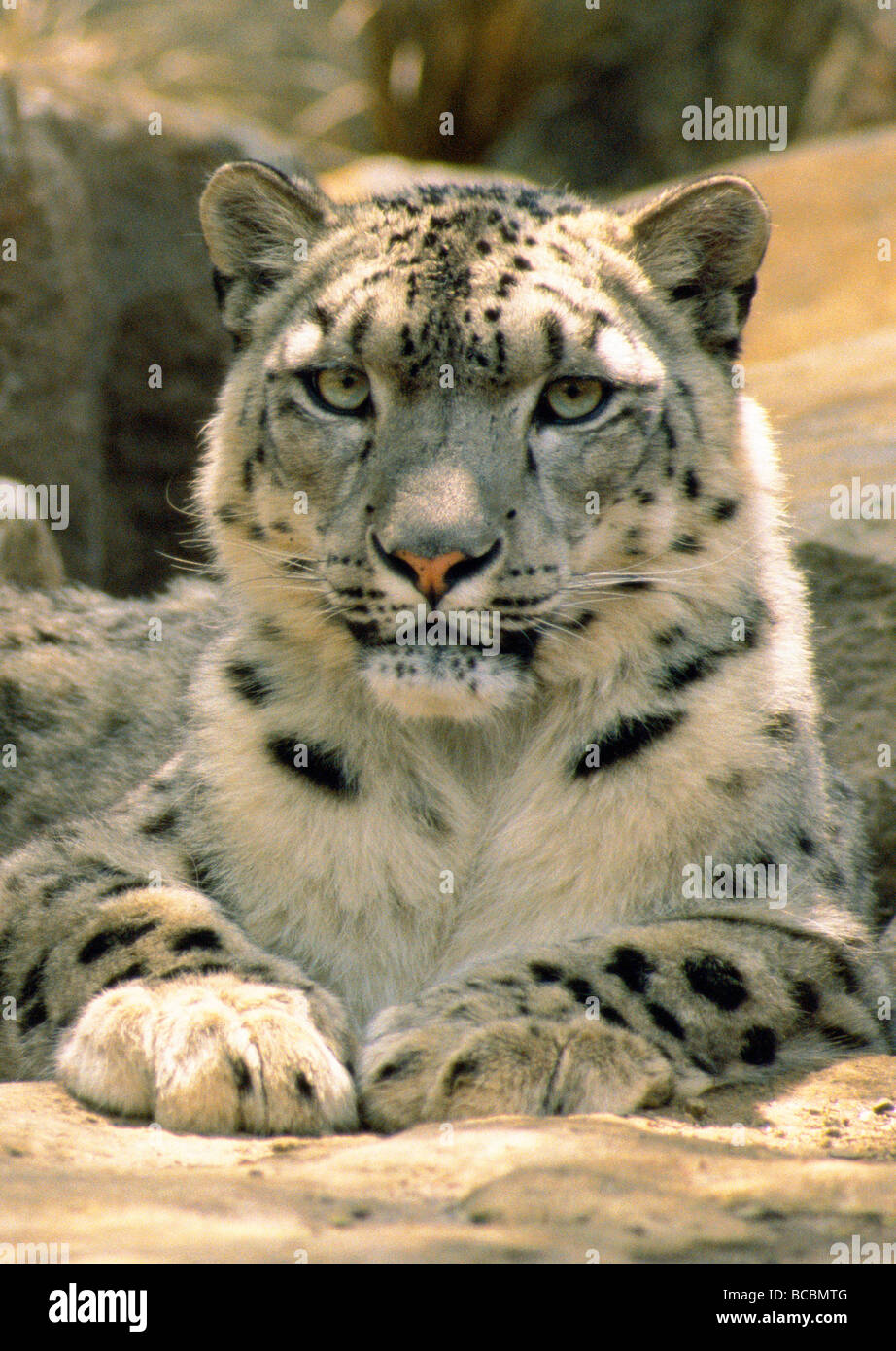 Frontal portrait of a Snow Leopard's face, paws and predators stare ...